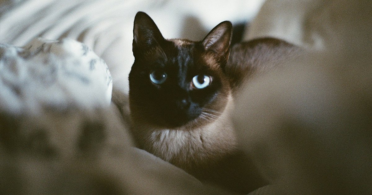 Tortoiseshell Cats: Everything You Need to Know - ipetpets