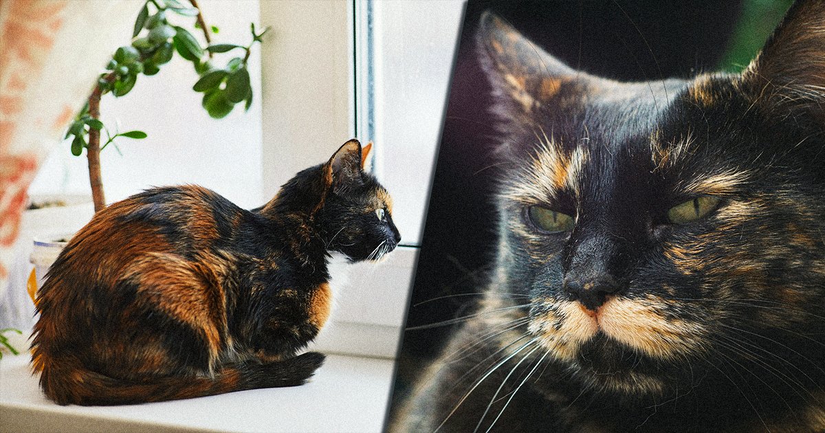 Tortoiseshell Cats: Everything You Need to Know - ipetpets
